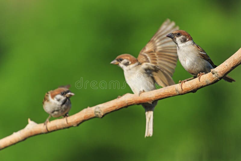 Drie vogels op een tak stock foto. Image of niemand, vogel - 73949694