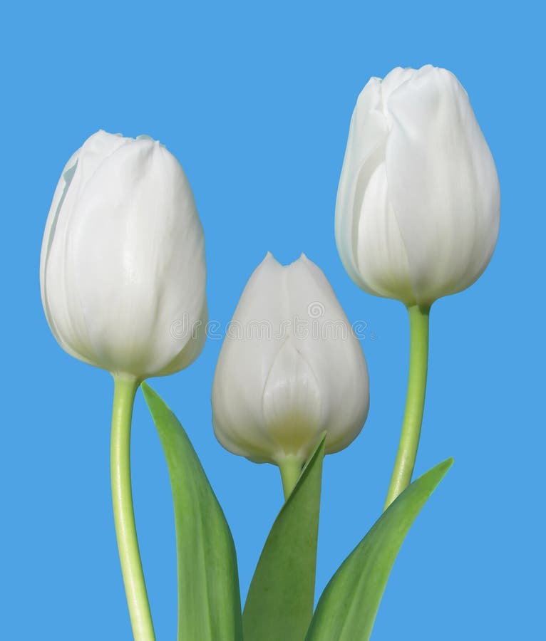 Drie witte tulpen stock foto. Image of tulp, bloem, bloemen - 23649526