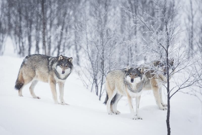Drie Wolven in de Sneeuw stock afbeelding. Image of hond - 29740539