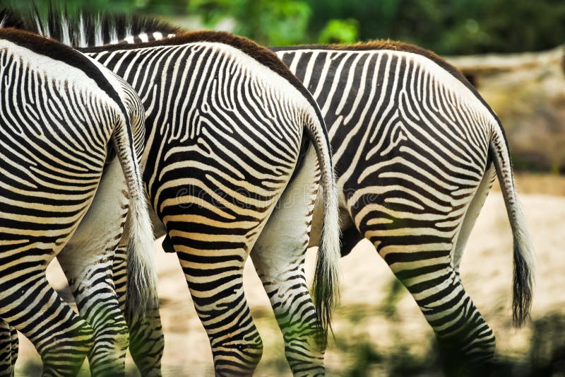 Drie Zebras Halfs in Dierentuin Het Grasing Dichtbij Elkaar Stock ...