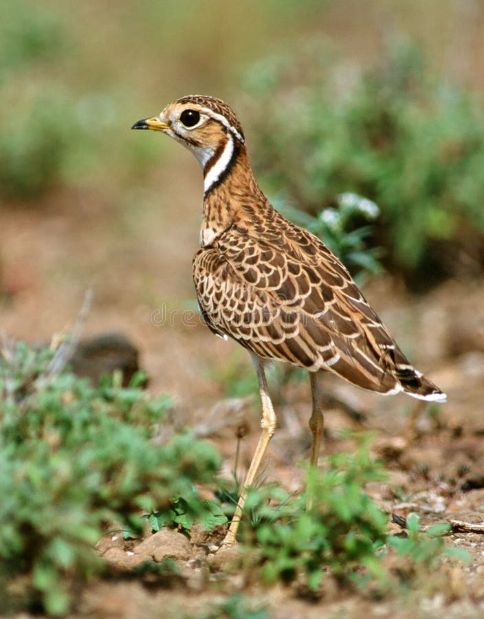 Driebandrenvogel, Three-banded Courser, Rhinoptilus Cinctus Stock Photo ...
