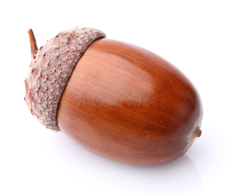 Dried acorn with leaves stock image. Image of macro, isolated - 35832271