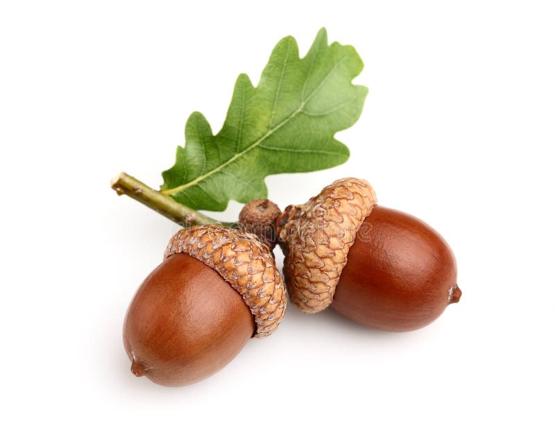 Dried acorns with leaf stock photo. Image of seed, acorn - 27287328