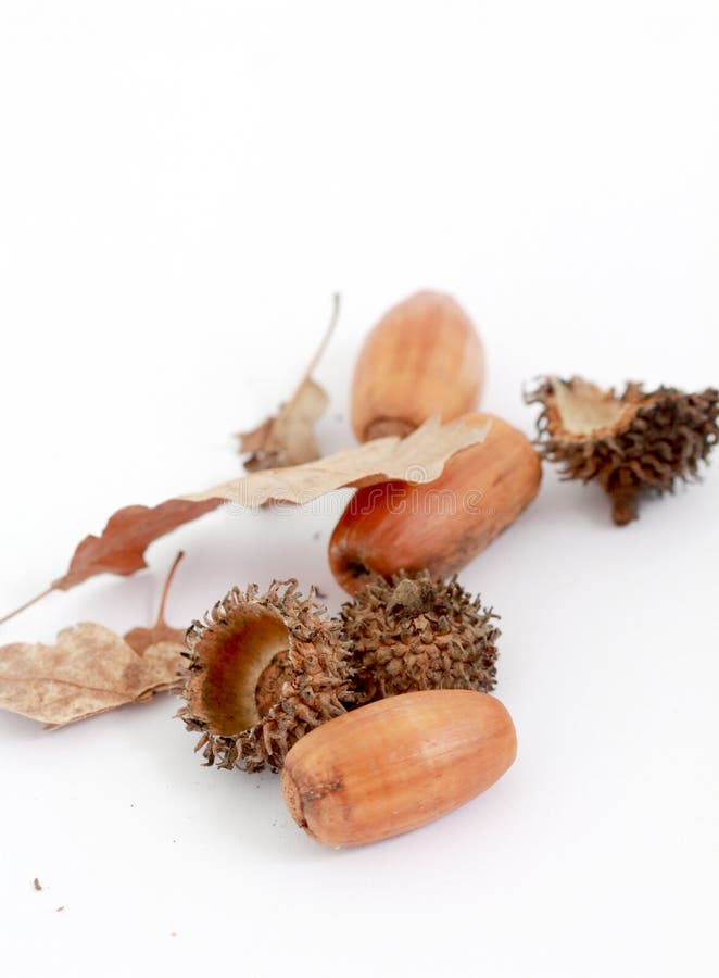 Dried Acorns with Oak Leaves Stock Image - Image of plant, tree: 88267375
