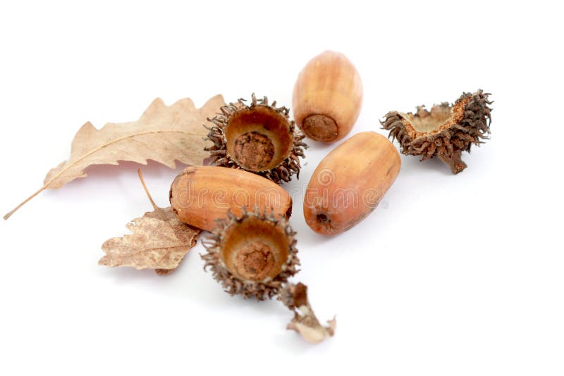 Dried Acorns with Oak Leaves Stock Photo - Image of seed, leaf: 88267402