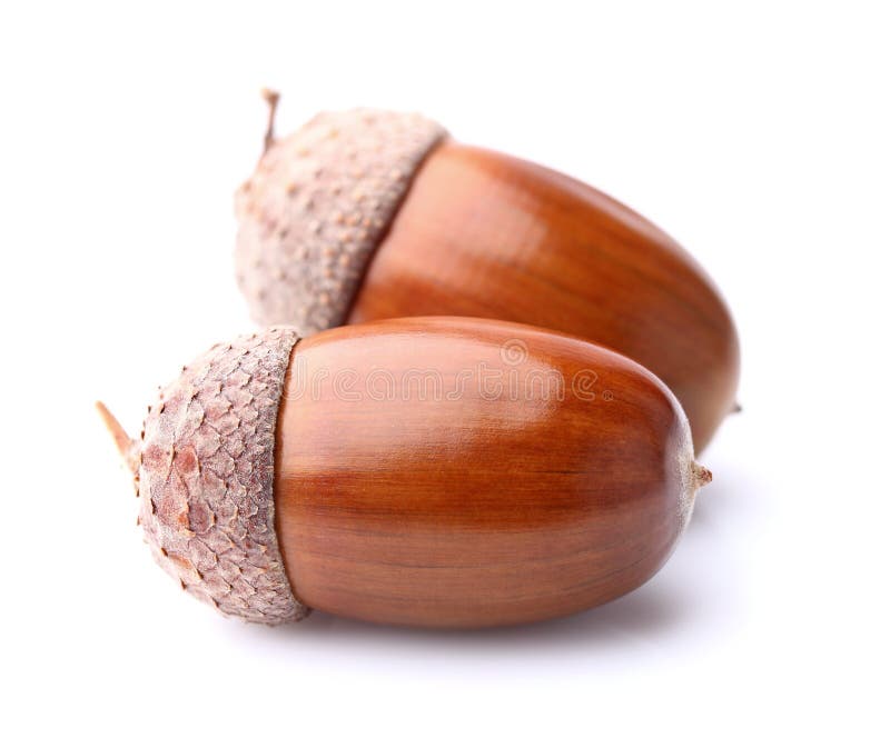 Dried acorn with leaves stock image. Image of macro, isolated - 35832271
