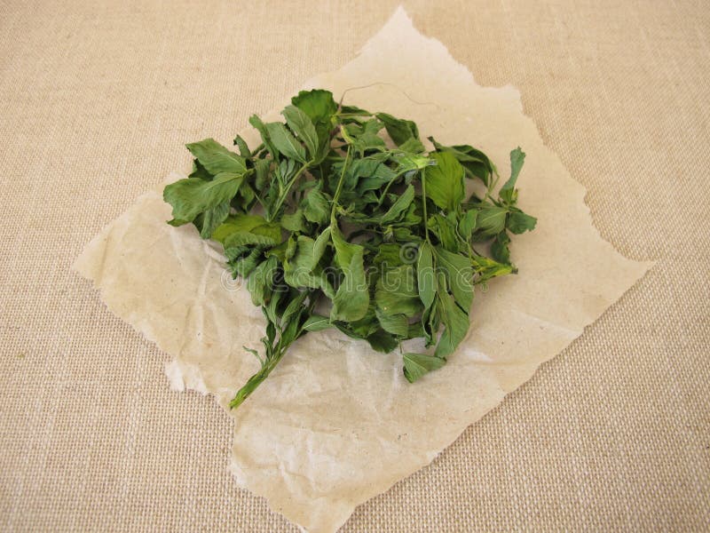 Dried Alfalfa, Lucern Leaves Stock Photo - Image of leaf, sativae ...
