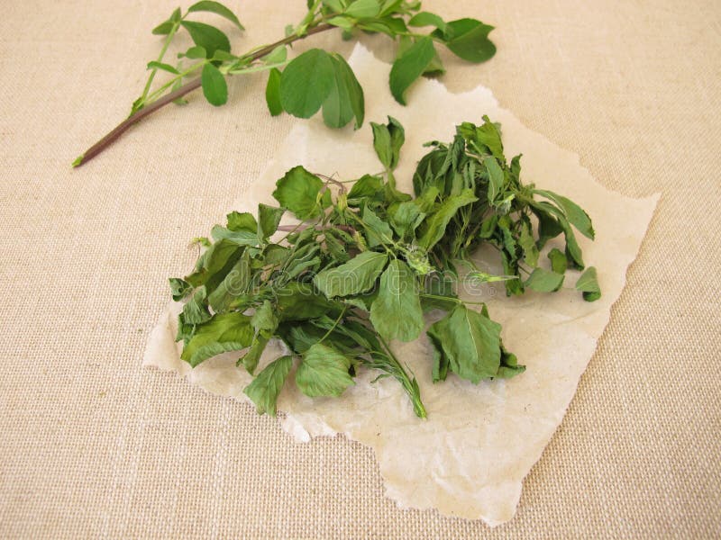 Dried Alfalfa, Lucern Leaves Stock Photo - Image of dried, ingredient ...