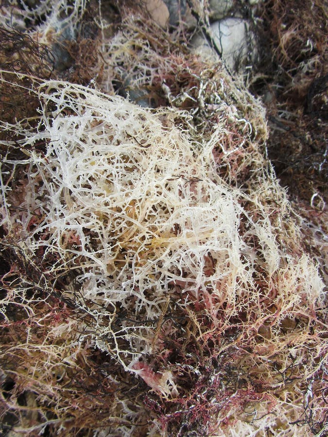 1,759 Dried Algae Stock Photos - Free & Royalty-Free Stock Photos from ...