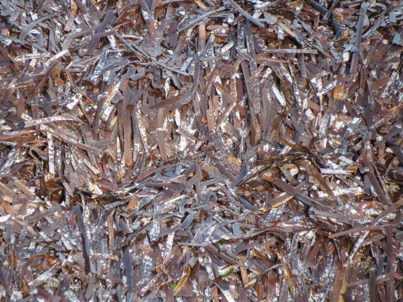 Dried algae drift stock photo. Image of brown, nature - 229361040