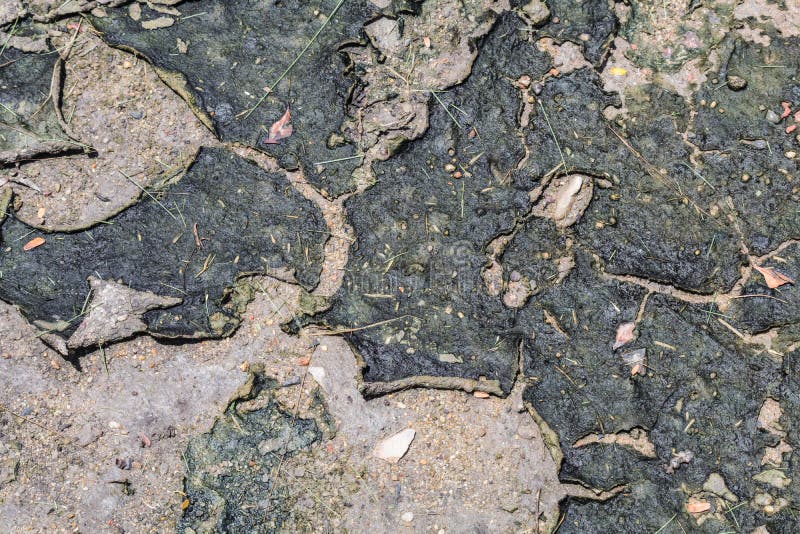 Dried algae on the floor stock image. Image of field - 96986593