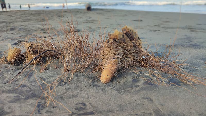 Dried Algae and Seaweed on the Seashore Stock Photo - Image of tropical ...
