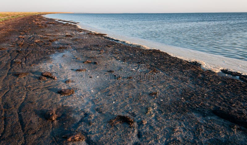 Dried Algae on the Shore of the Shallowing Drying Tuzlovsky Estuary ...