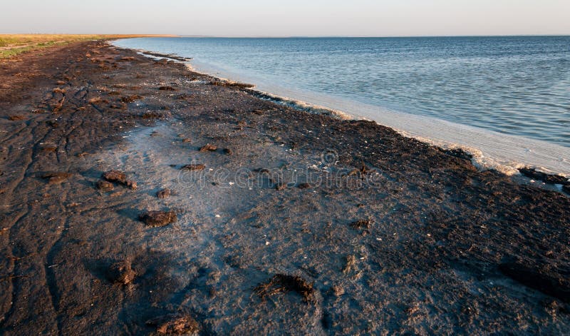 Dried Algae on the Shore of the Shallowing Drying Tuzlovsky Estuary ...
