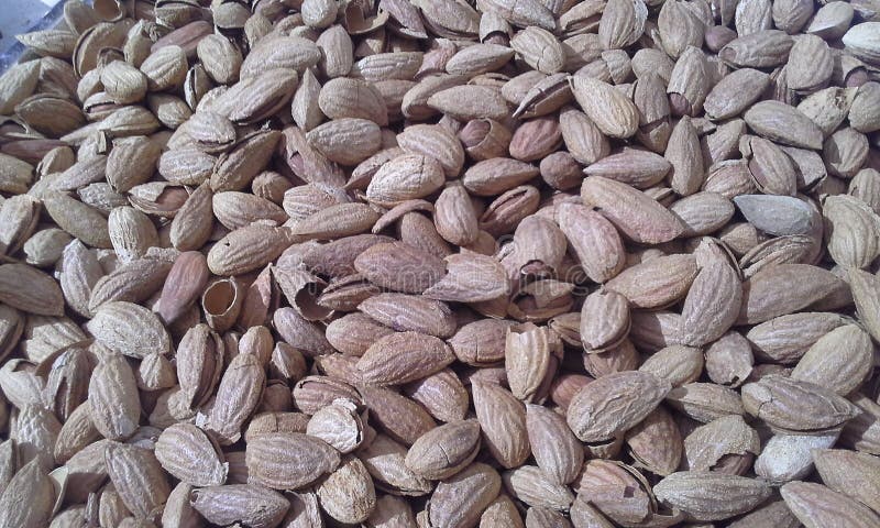 Dried Almonds stock image. Image of almond, nuts, tree - 49823041