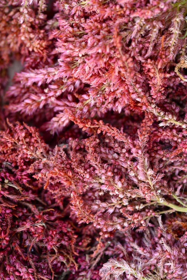 Dried Amaranth Flowers. Branches Flowers and Leaves of Red and Yellow ...