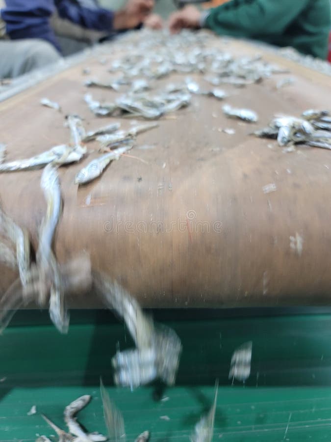 Dried Anchovy Sorting Proces Stock Photo - Image of sorting, proces ...