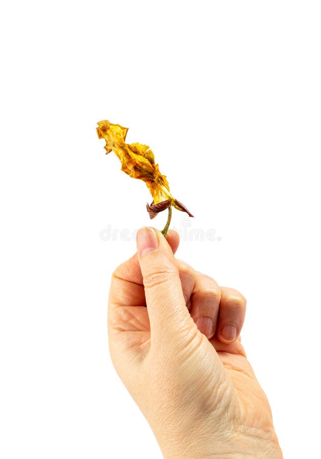 Dried Apple Core Isolated, Organic Biodegradable Garbage, Fruits ...