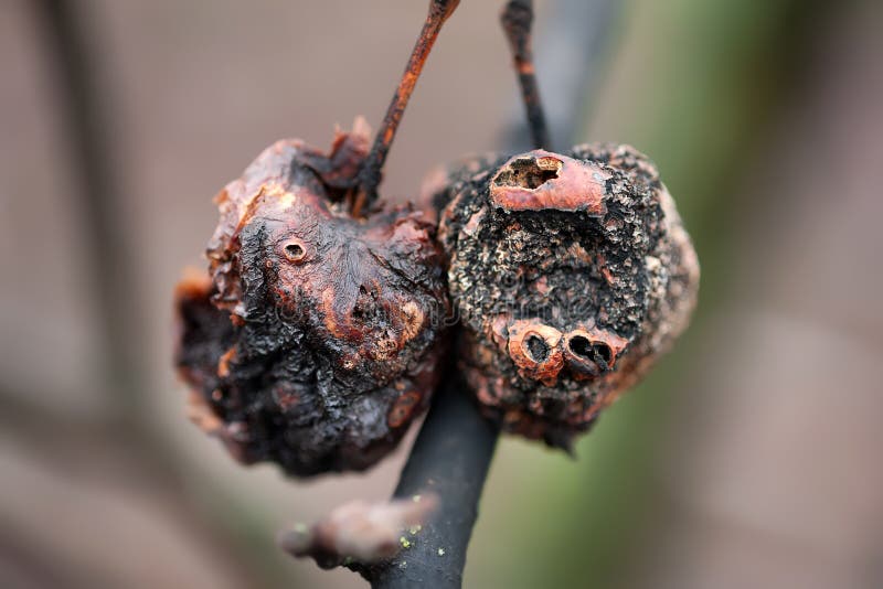 Dried Apple. Wet Withered Spoiled Apple in Cloudy Weather Stock Image ...