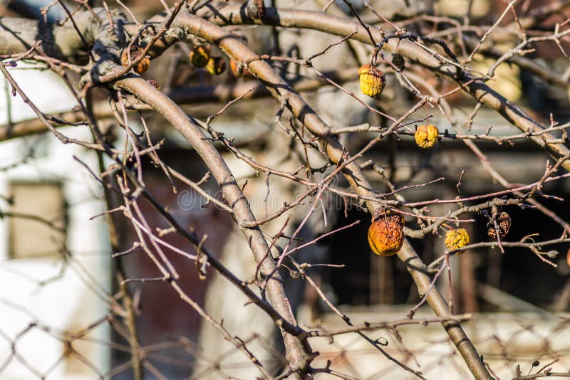 Dried Apples in the Tree Canopy Stock Image - Image of biology, garden ...