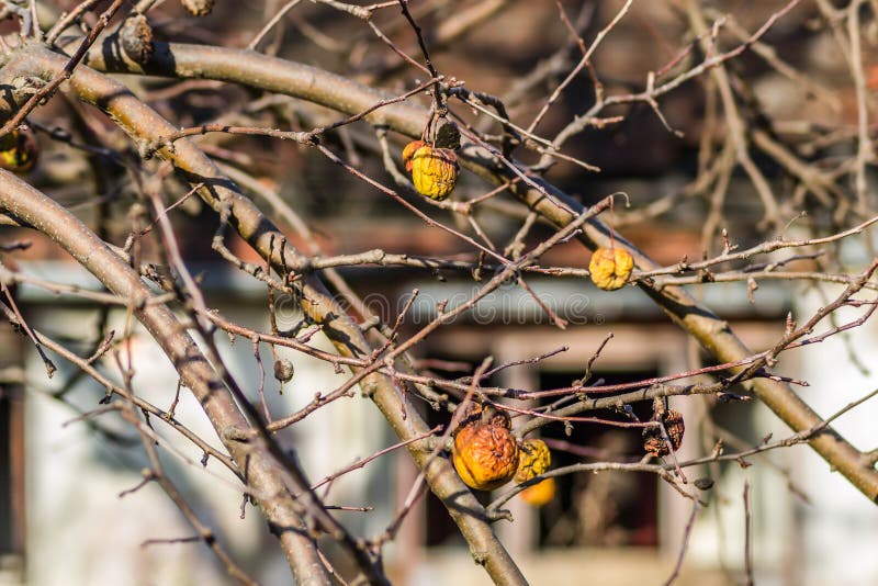 Dried Apples in the Tree Canopy Stock Image - Image of ecology, damage ...