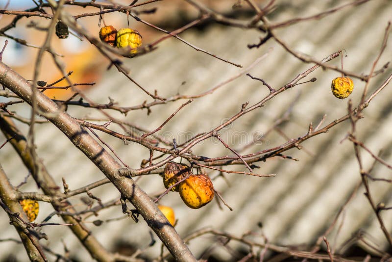 Dried Apples in the Tree Canopy Stock Photo - Image of autumn, life ...