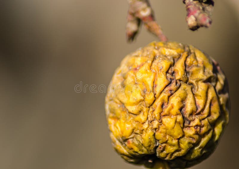 Dried Apples in the Tree Canopy Stock Image - Image of annona, leaf ...