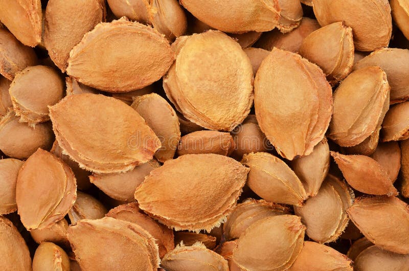 146 Apricot Pip Photos - Free & Royalty-Free Stock Photos from Dreamstime