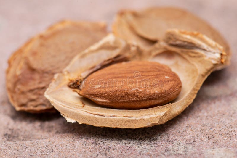 Dried Apricot Kernels the Seed of an Apricot, Often Called a `stone` on ...