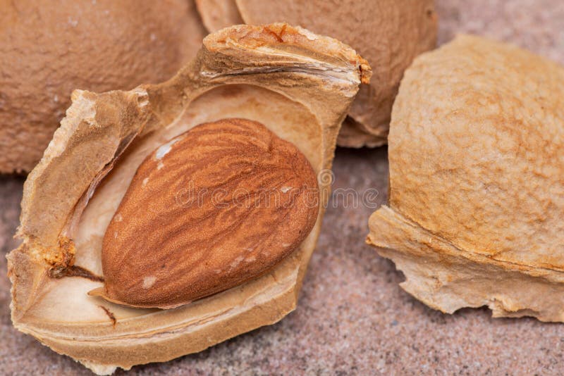 Dried Apricot Kernels the Seed of an Apricot, Often Called a `stone` on ...