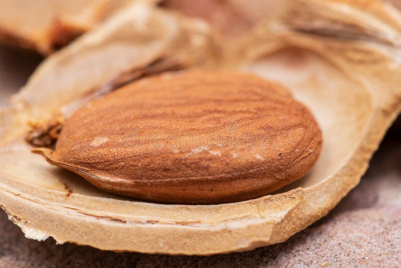 Dried Apricot Kernels the Seed of an Apricot, Often Called a `stone` on ...