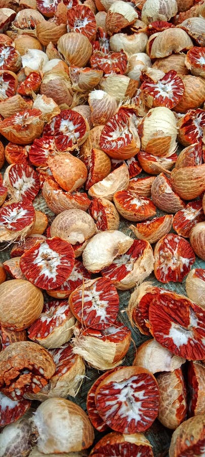 Dried Areca Nuts that are Still Drying Stock Photo - Image of areca ...