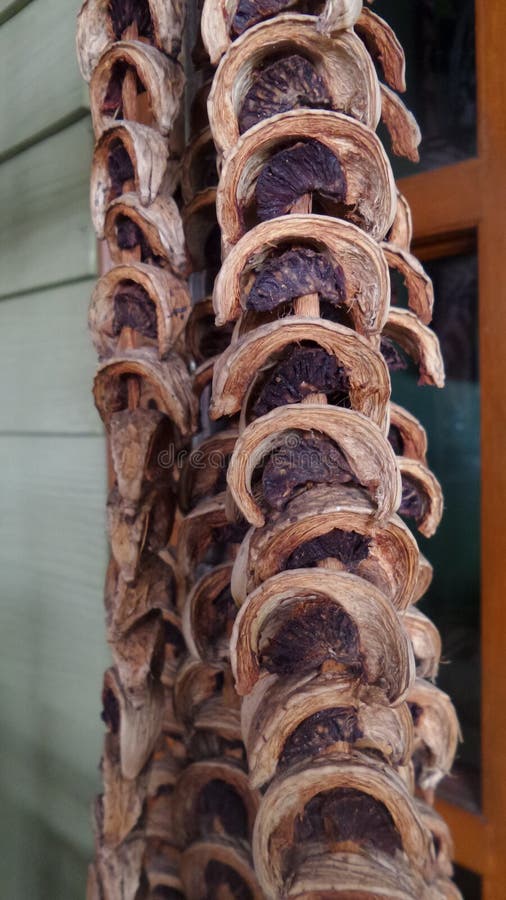 Dried Areca palm stock image. Image of betal, palm, areca - 51266019