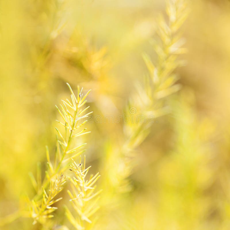 Dried asparagus plant stock photo. Image of botany, texture - 35653922