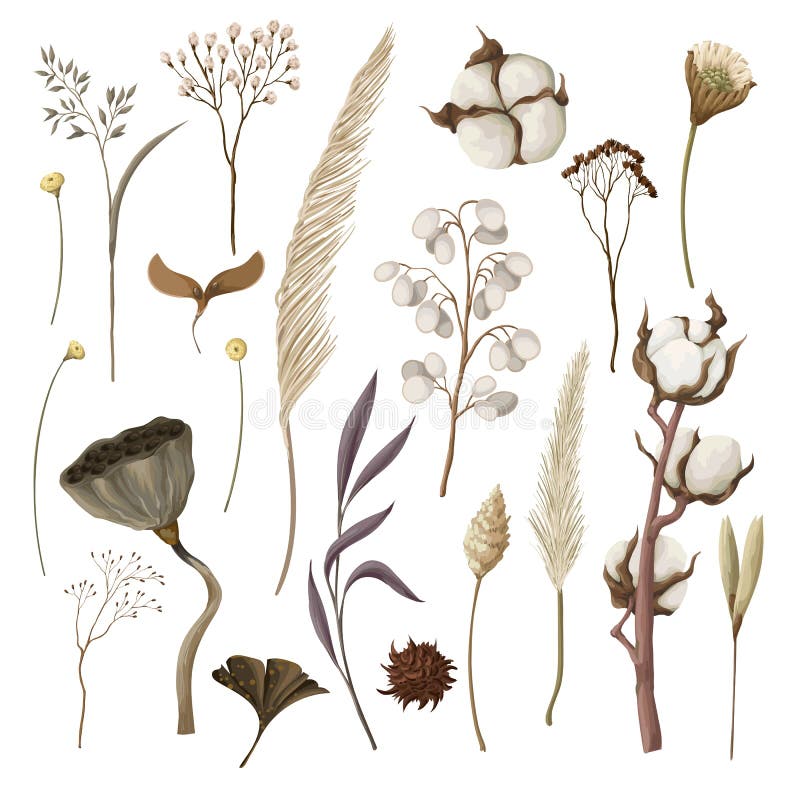 Dried Autmn Flowers Isolated. Vector. Stock Vector - Illustration of ...