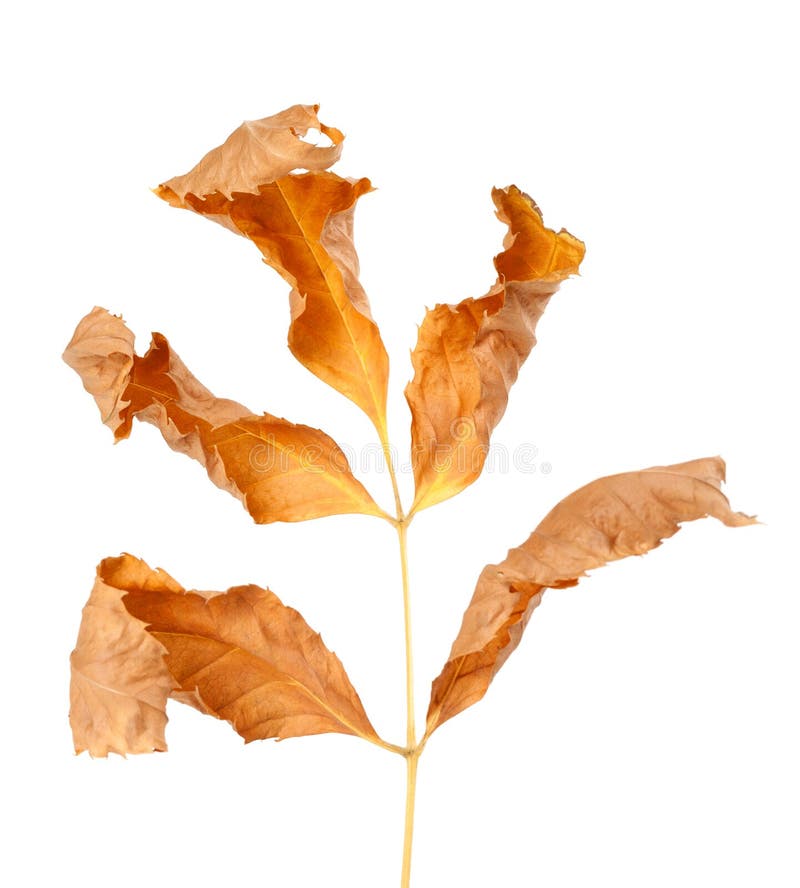 Dried autumn leaf stock photo. Image of foliage, fallen - 45840584