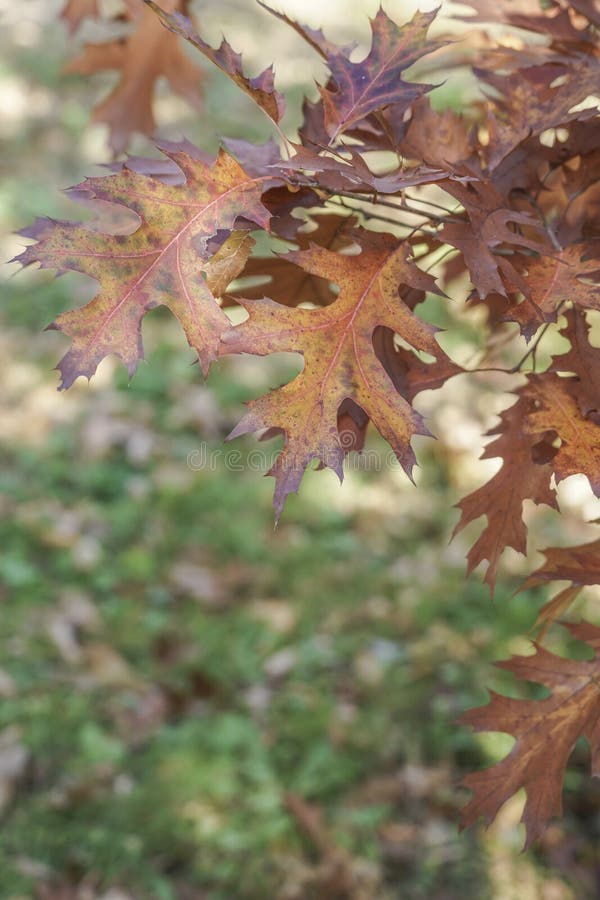 Dried Autumn Leaves on Braches in a Park Stock Photo - Image of foliage ...