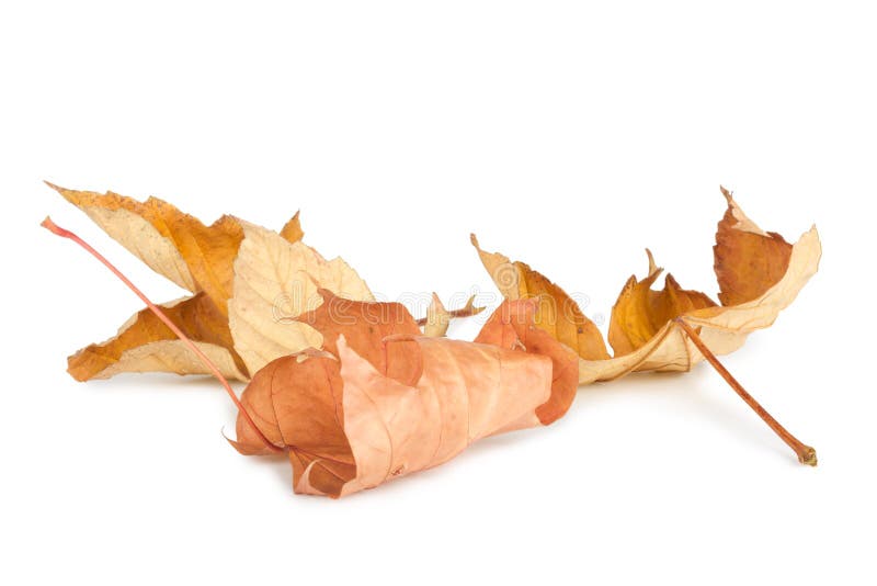 Dried Autumn Leaves Isolated Stock Image - Image of nature, outdoors ...