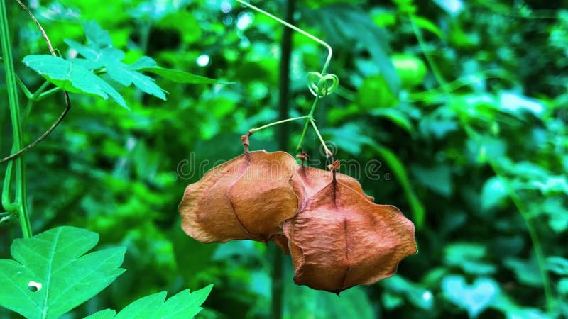 Dried Balloon Vine Pods in Nature Stock Footage - Video of forest ...