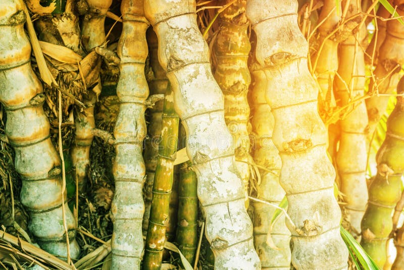Dried bamboo in the garden stock image. Image of park - 75179027