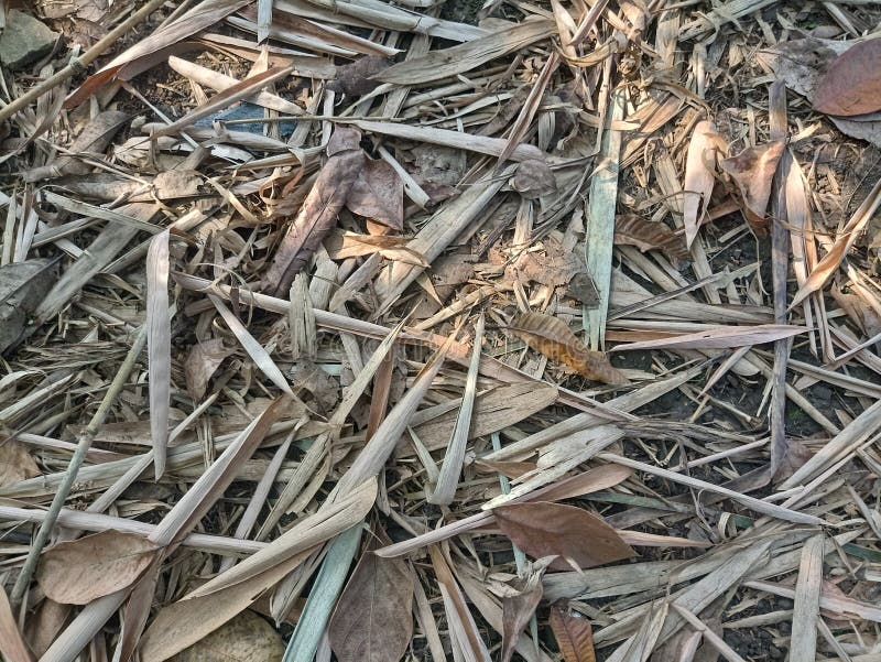 Dried Bamboo Leaf Litter is Scattered on the Ground with the Scientific ...