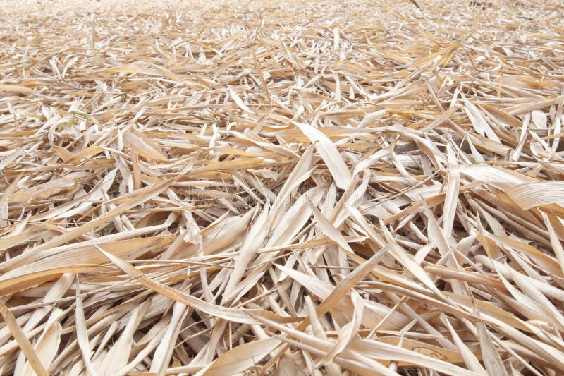 Dried Bamboo Leaves stock image. Image of asian, panda - 18273251