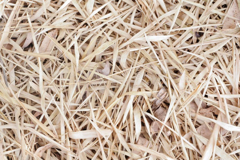 Dried bamboo leaves stock image. Image of bamboo, pattern - 18612989
