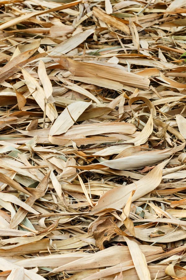 Bamboo Tree And Dried Leaves On Ground Stock Photo - Image of stalk ...