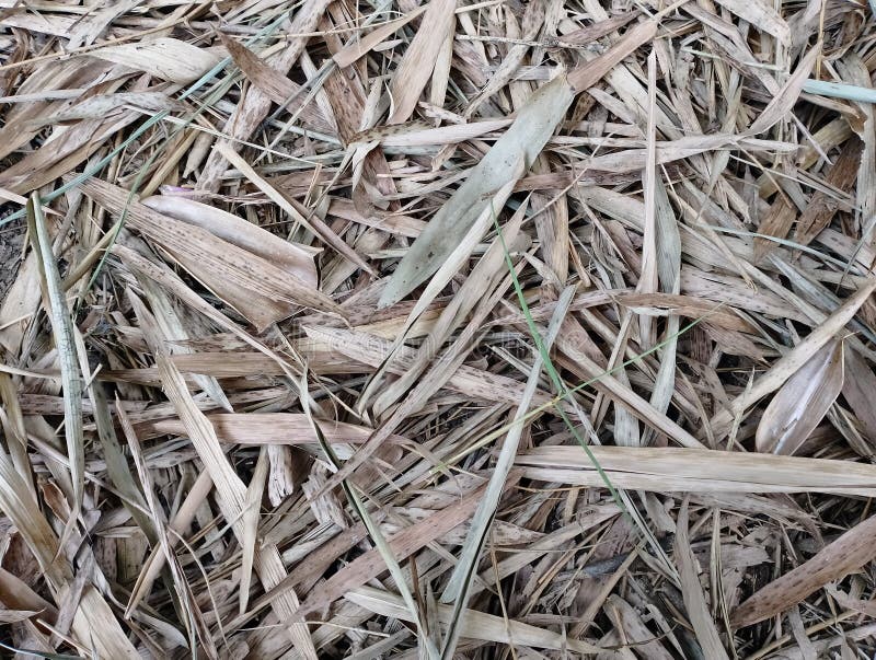 Dried Bamboo Leaves with Many Benefits, One of Which is for Fertilizer ...