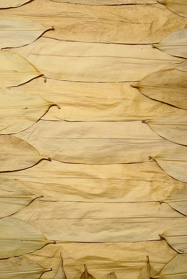 Dried Bamboo Leaves Texture Stock Photo - Image of asian, dessicated ...