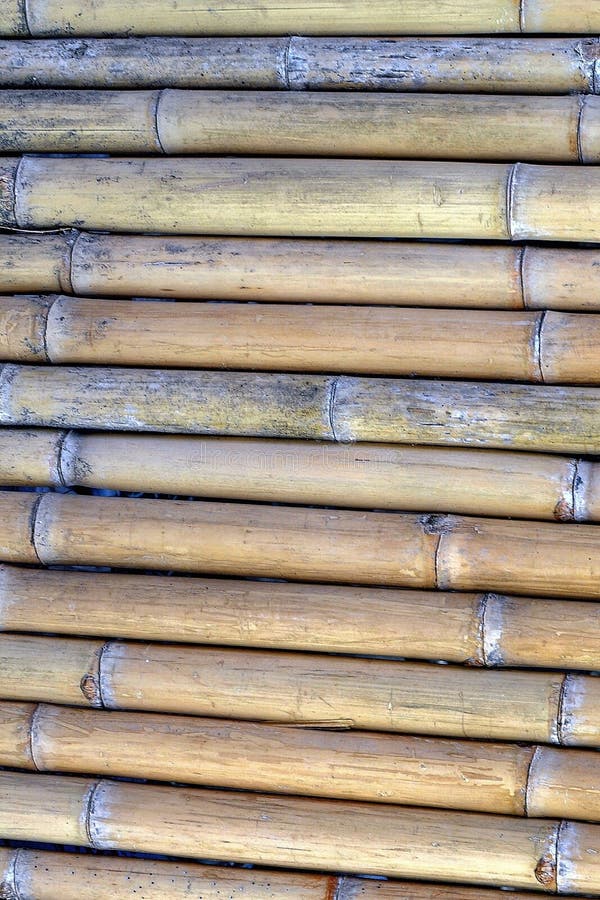 Dried bamboo shoots stock photo. Image of life, dried - 47857294