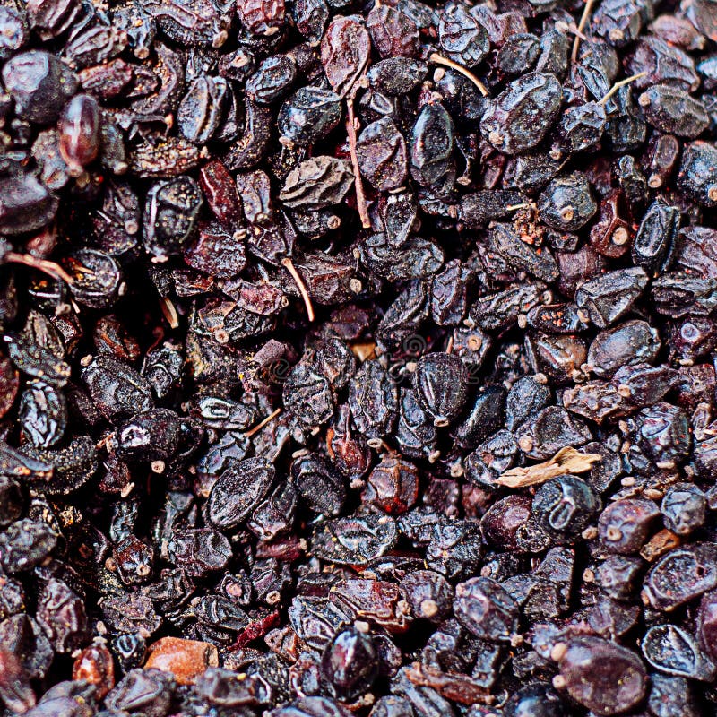 Dried Barberry Berries As a Background Stock Image - Image of group ...