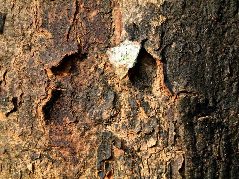 Bark of the African Tulip Tree Stock Photo - Image of african, plant ...