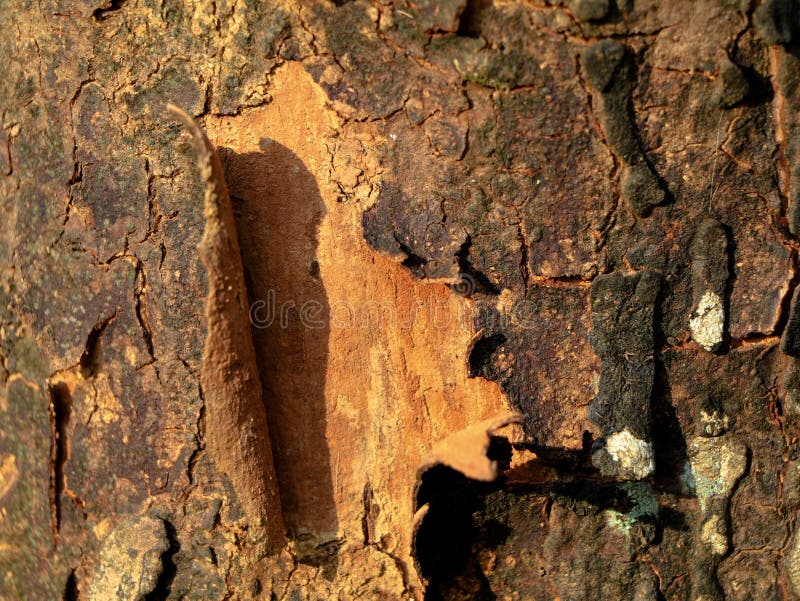 Bark of the African Tulip Tree Stock Photo - Image of african, plant ...